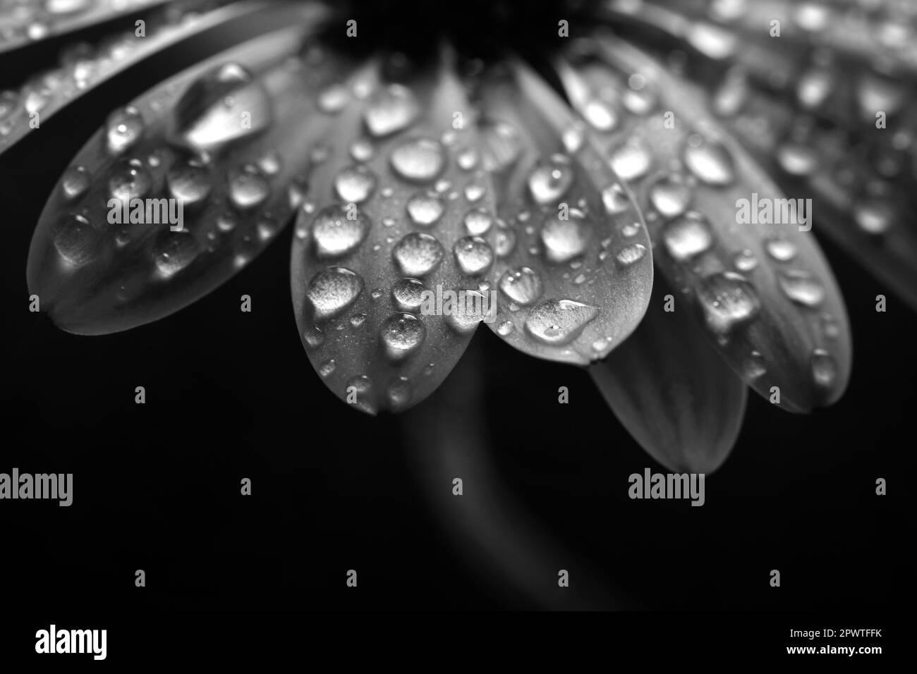 Fresh Yellow Spring Flower with Water Drops Stock Photo - Alamy