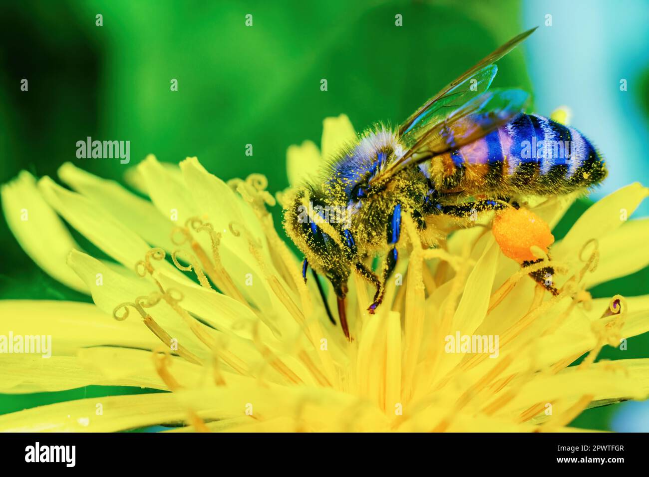 Bee, covered in pollen, collects nectar from the flower ...