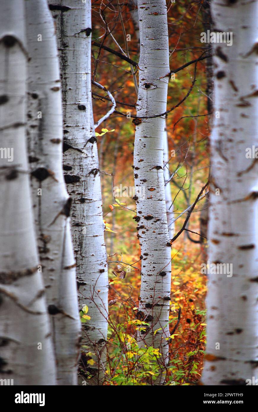 Aspen trees or birch trees with white bark in forest with fall autumn ...