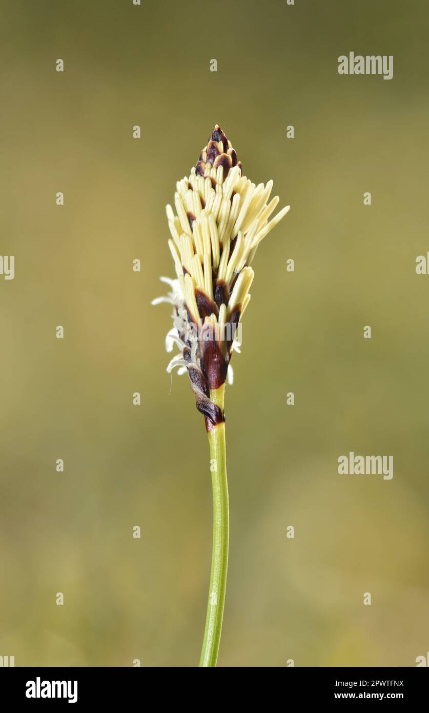 Rare spring sedge hi-res stock photography and images - Alamy