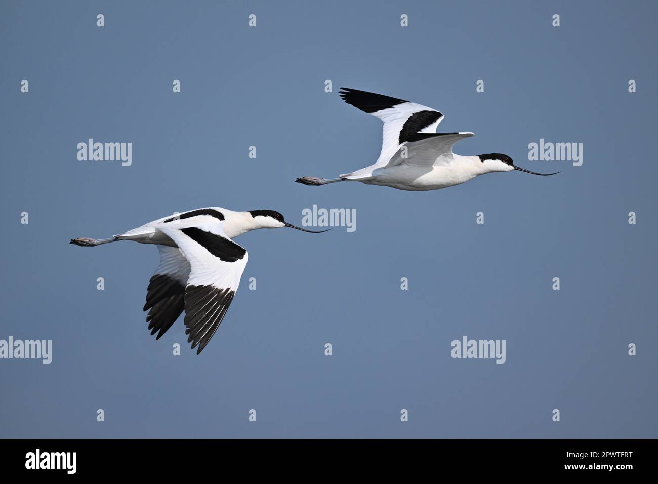 Avocet - Recurvirostra avosetta Stock Photo - Alamy