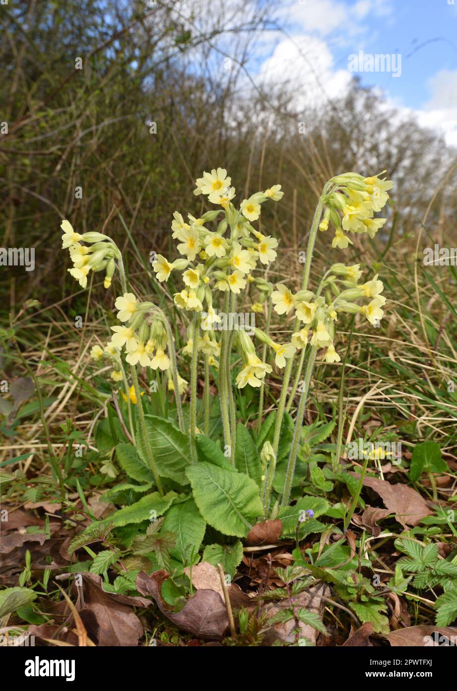 Oxlip - Primula elatior Stock Photo - Alamy