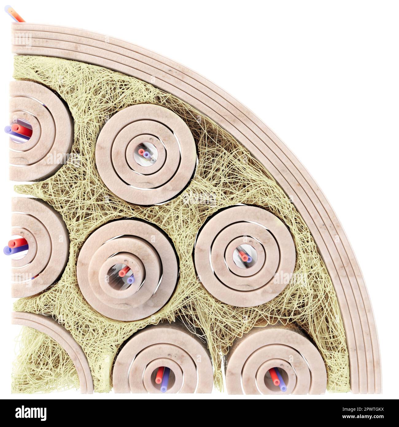 Bone tissue closeup through a cross section of a bone - -3D rendering ...