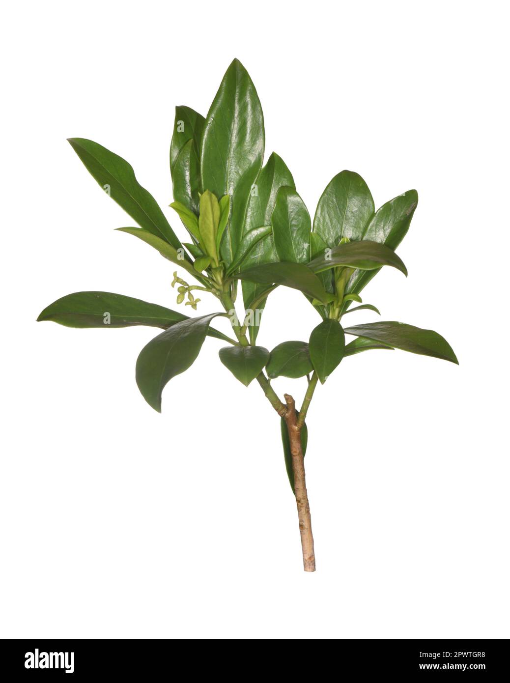 Wild daphne shrub Cut Out Stock Images & Pictures - Alamy