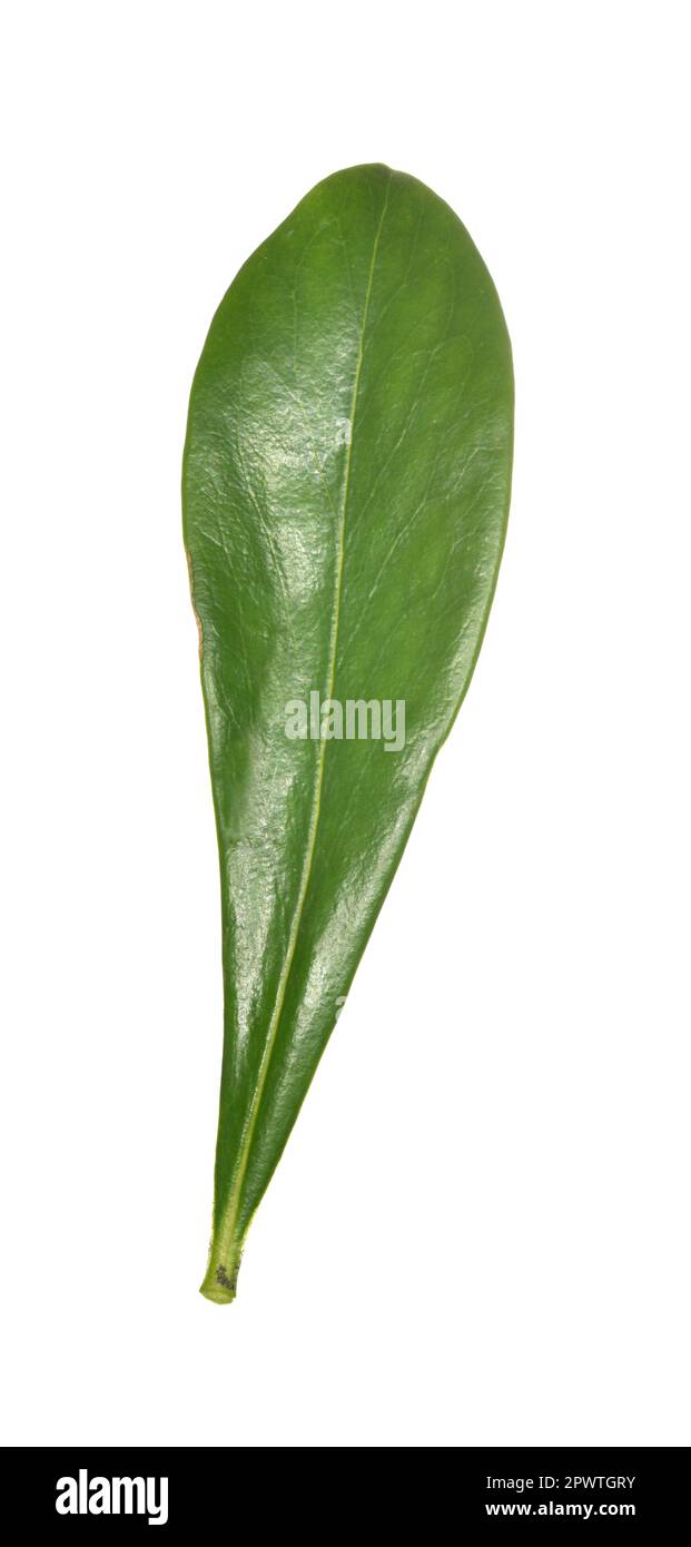 Wild daphne shrub Cut Out Stock Images & Pictures - Alamy