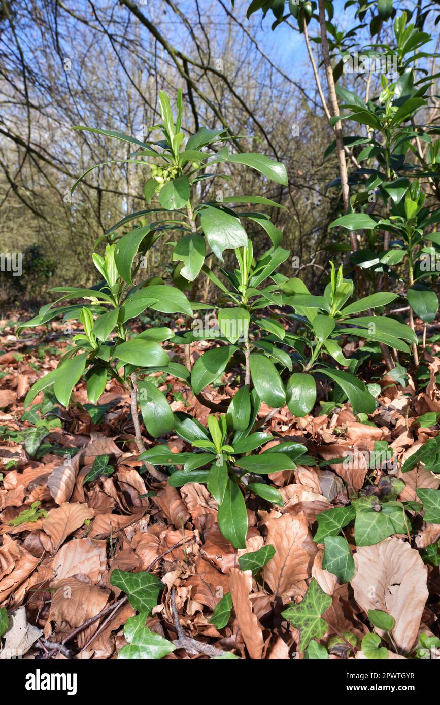 Spurge-laurel - Daphne laureola Stock Photo - Alamy
