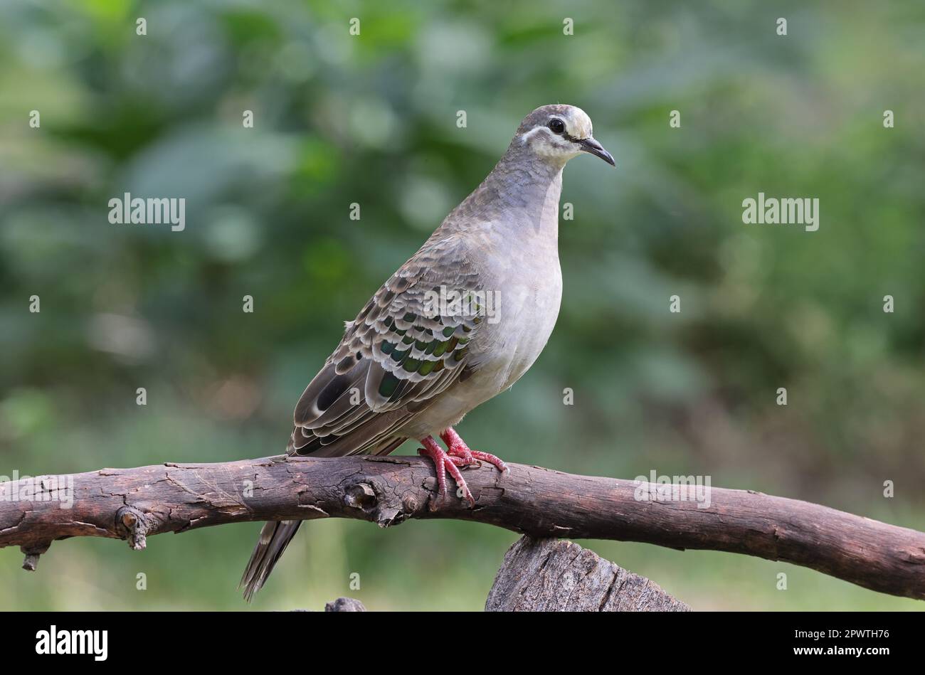 Common Bronzewing (Phaps chalcoptera) adult standing on fallen branch ...