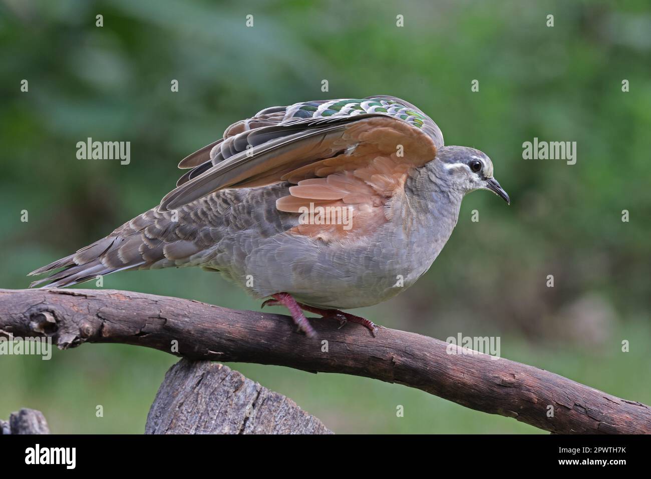 Common Bronzewing (Phaps chalcoptera) adult standing on fallen branch ...
