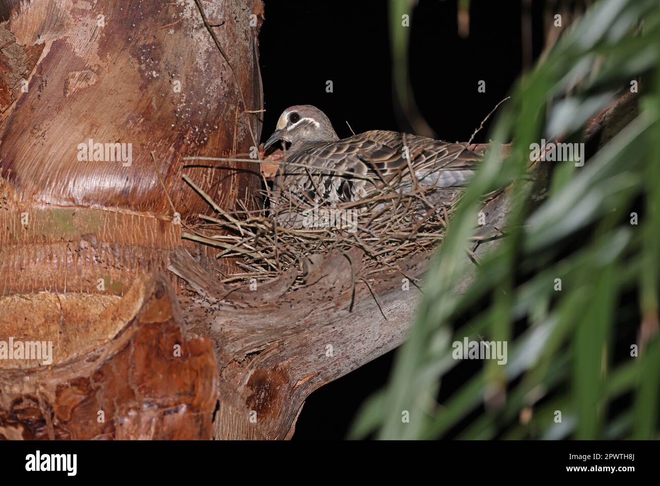 Common Bronzewing (Phaps chalcoptera) adult sitting on nest at night ...