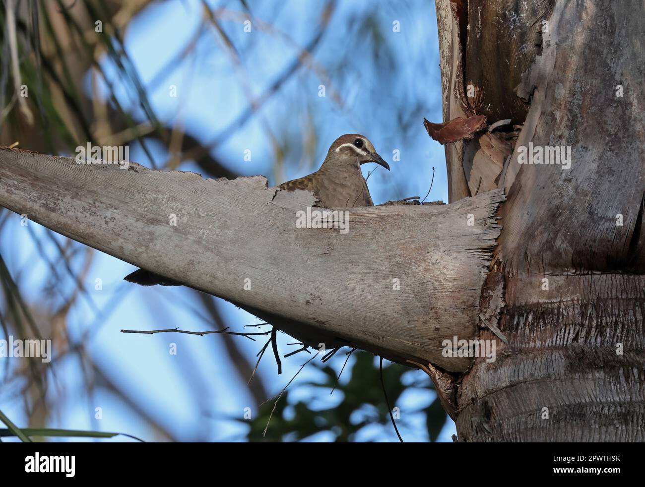 Common Bronzewing (Phaps chalcoptera) adult sitting on nest in palm ...