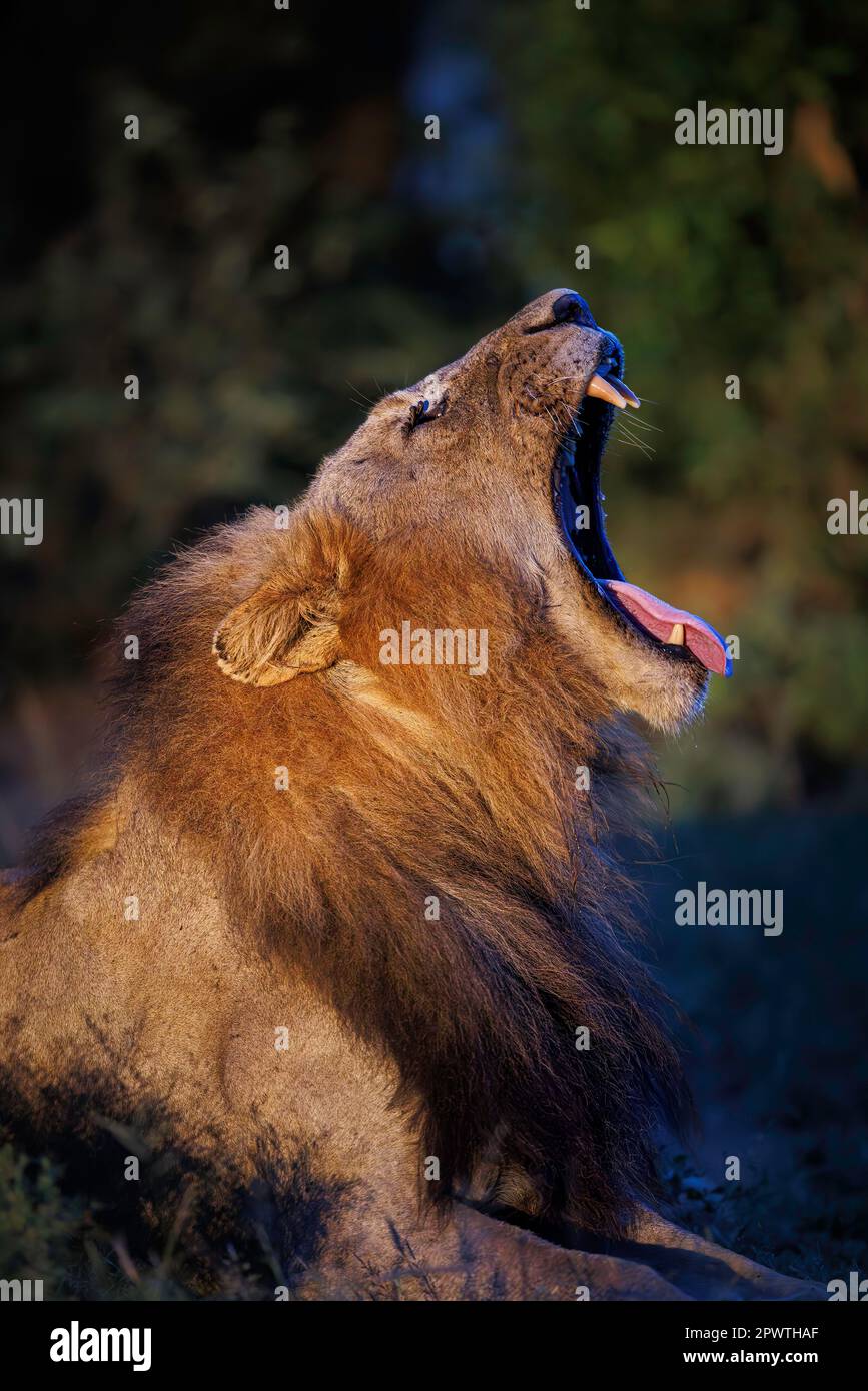 frontal close up portrait of a lioness yawning, mouth wide opening ...