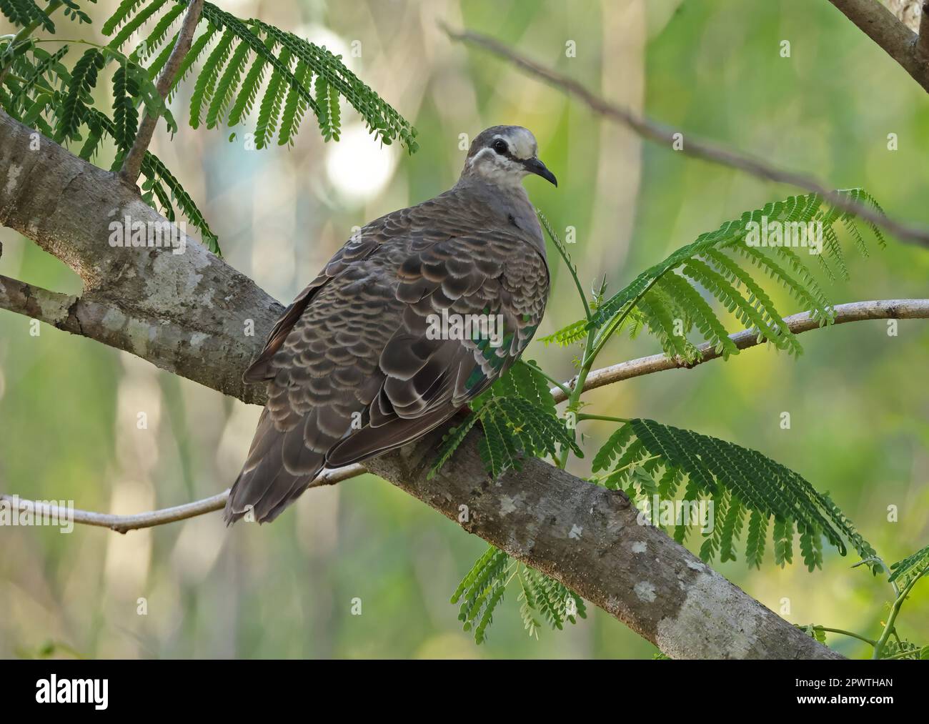Common Bronzewing (Phaps chalcoptera) adult perched on branch south ...