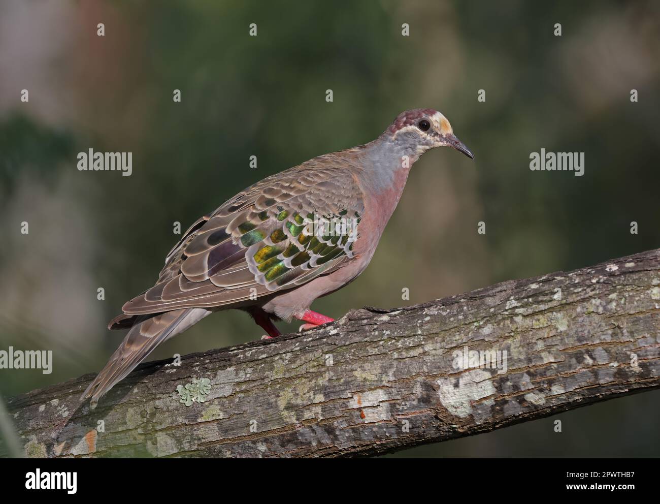 Common Bronzewing (Phaps chalcoptera) adult perched on branch south ...