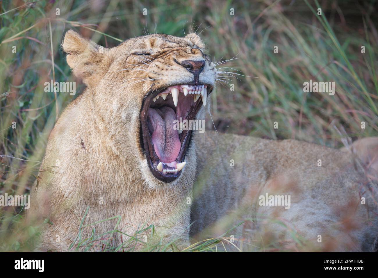 Exposing fangs hi-res stock photography and images - Alamy