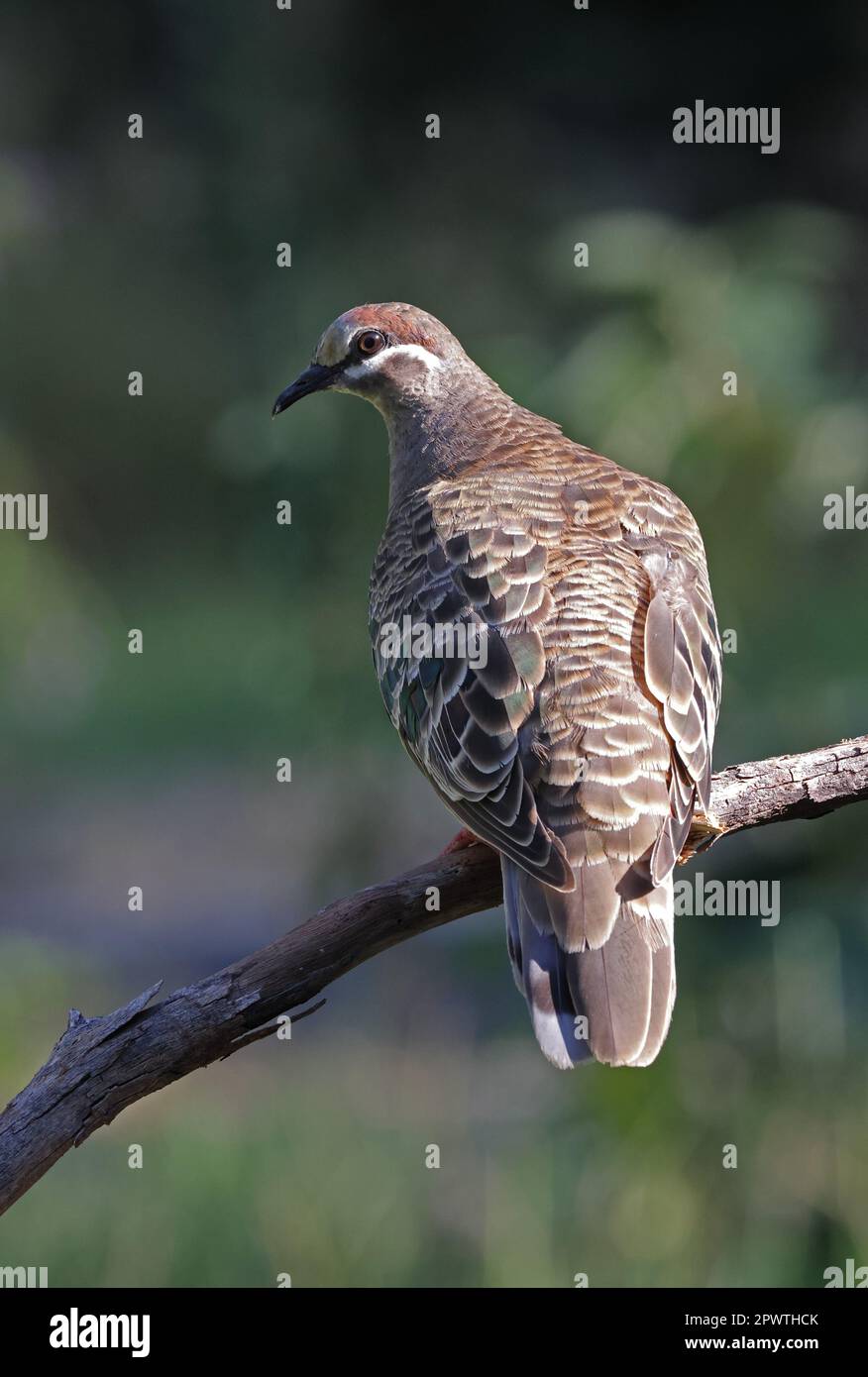 Common Bronzewing (Phaps chalcoptera) adult perched on branch south ...