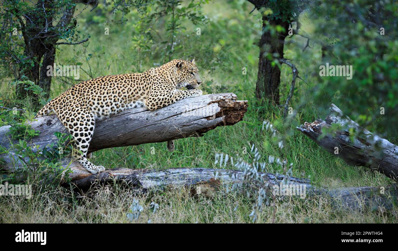 full length portrait of a leopard on a dead broken tree trunk in ...