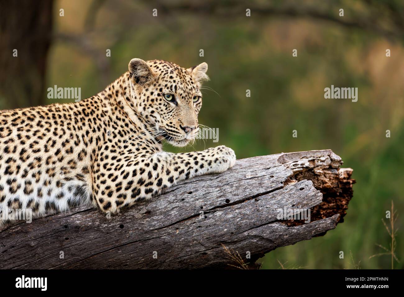 close up portrait of a leopard lying on a broken dead tree trunk in the ...