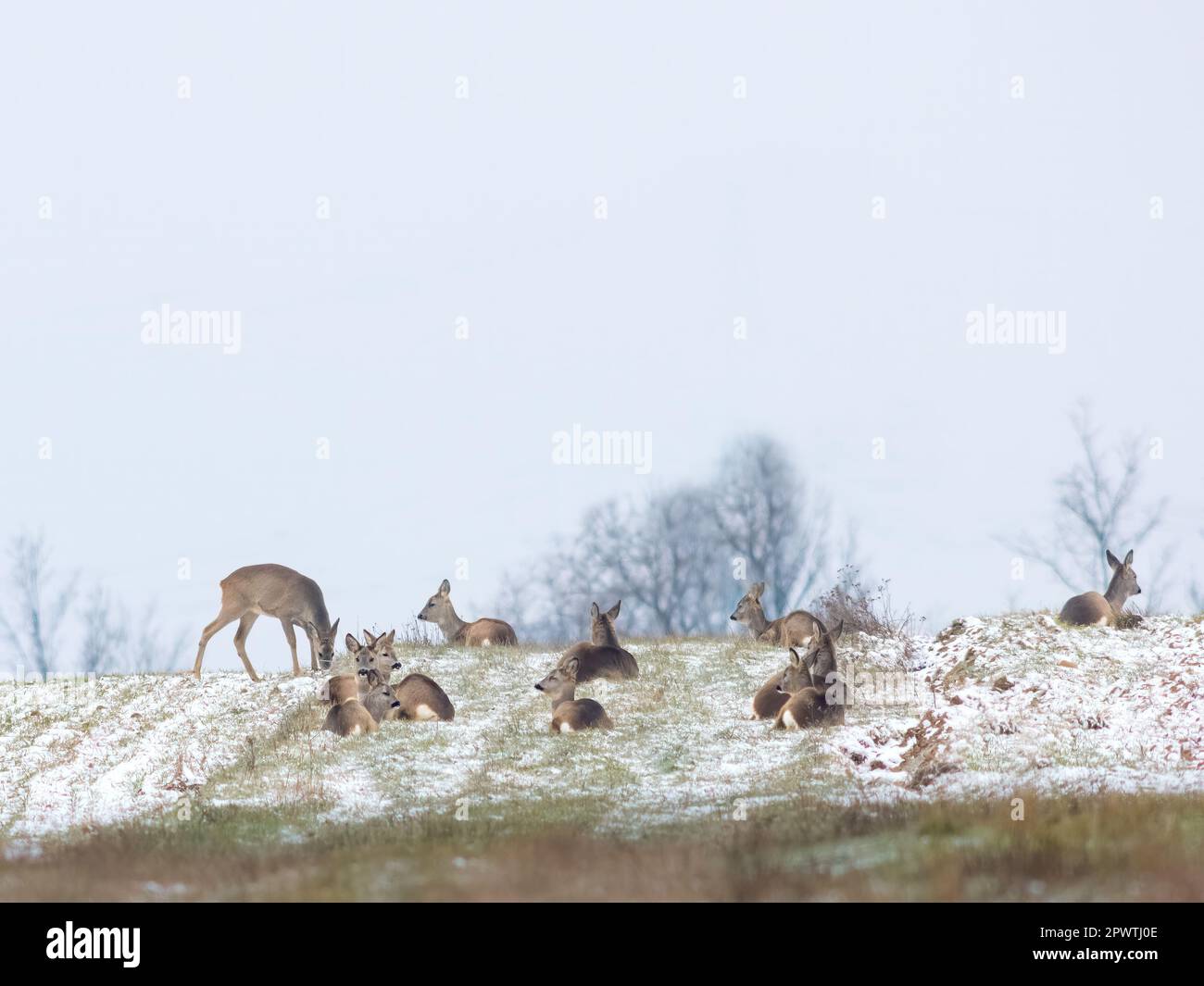 Roe doe december hi-res stock photography and images - Alamy