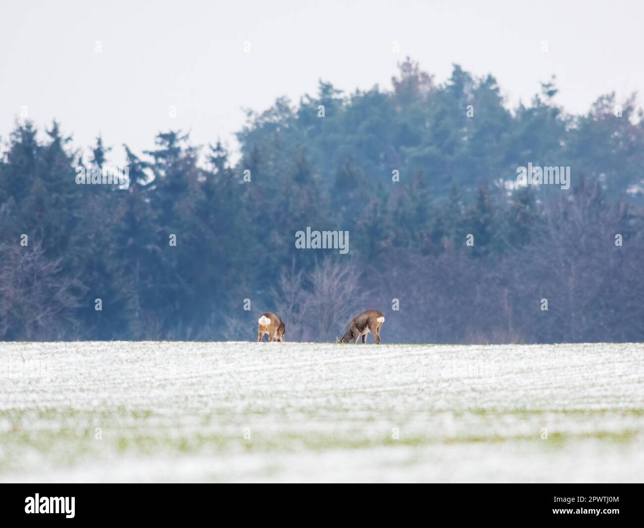 Roe doe december hi-res stock photography and images - Alamy
