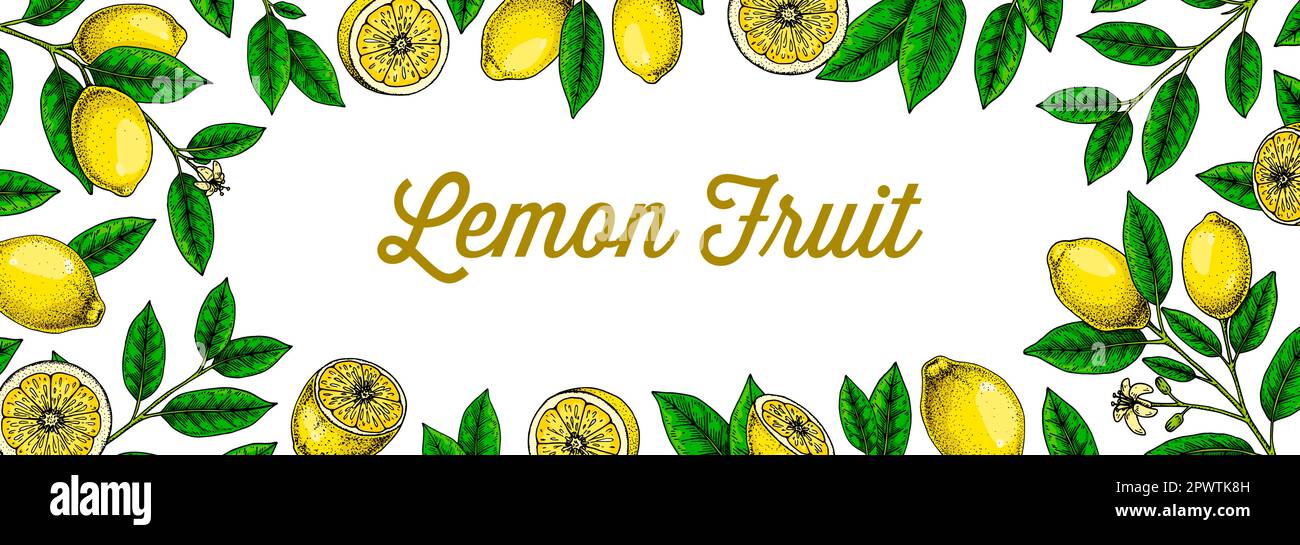 Horizontal lemon background. Hand drawn colorful vector illustration in ...