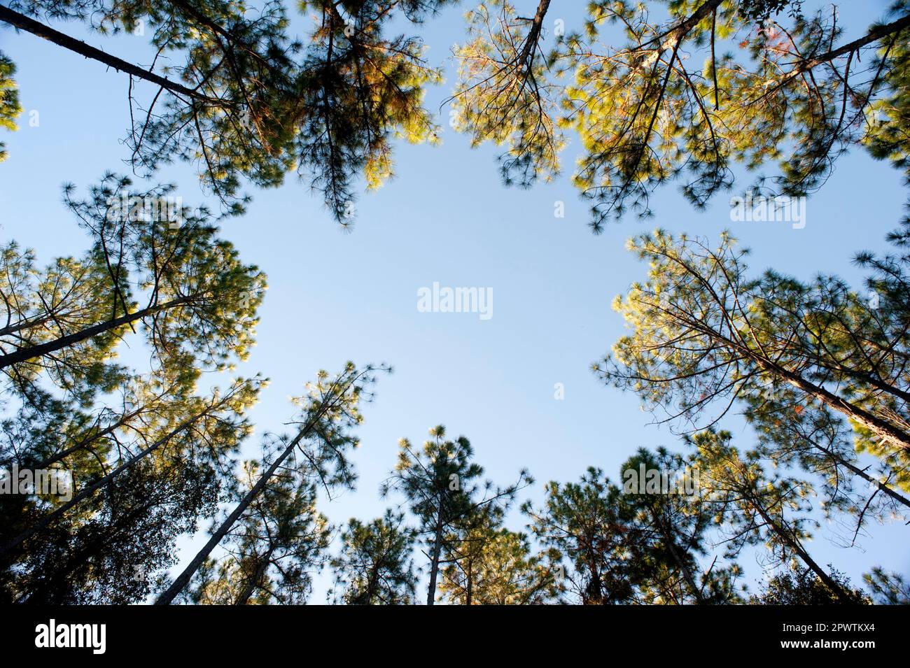 Converging trunks hi-res stock photography and images - Alamy