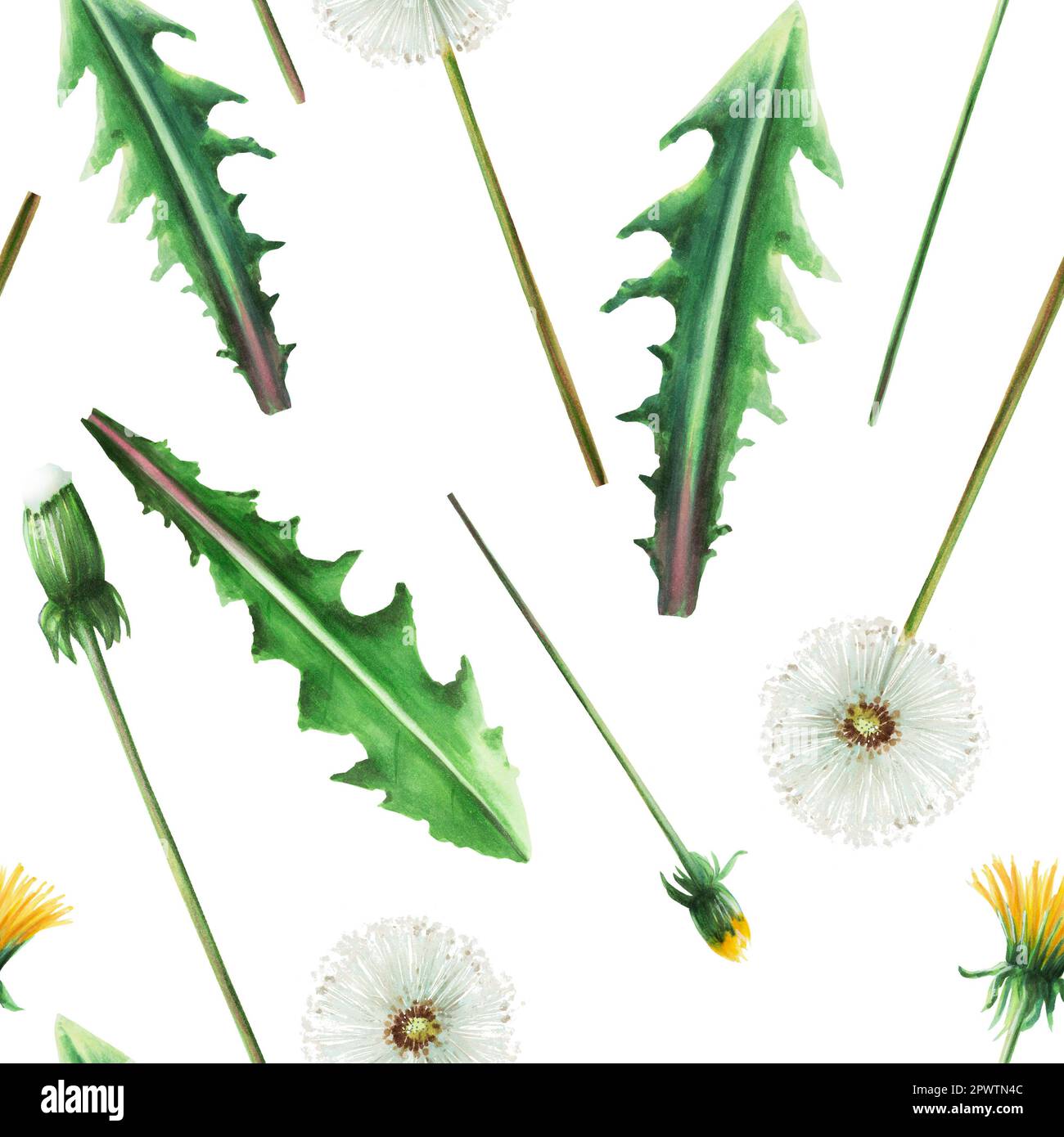 Watercolor seamless pattern with dandelions flowers and green leaves. Hand painting clipart ...