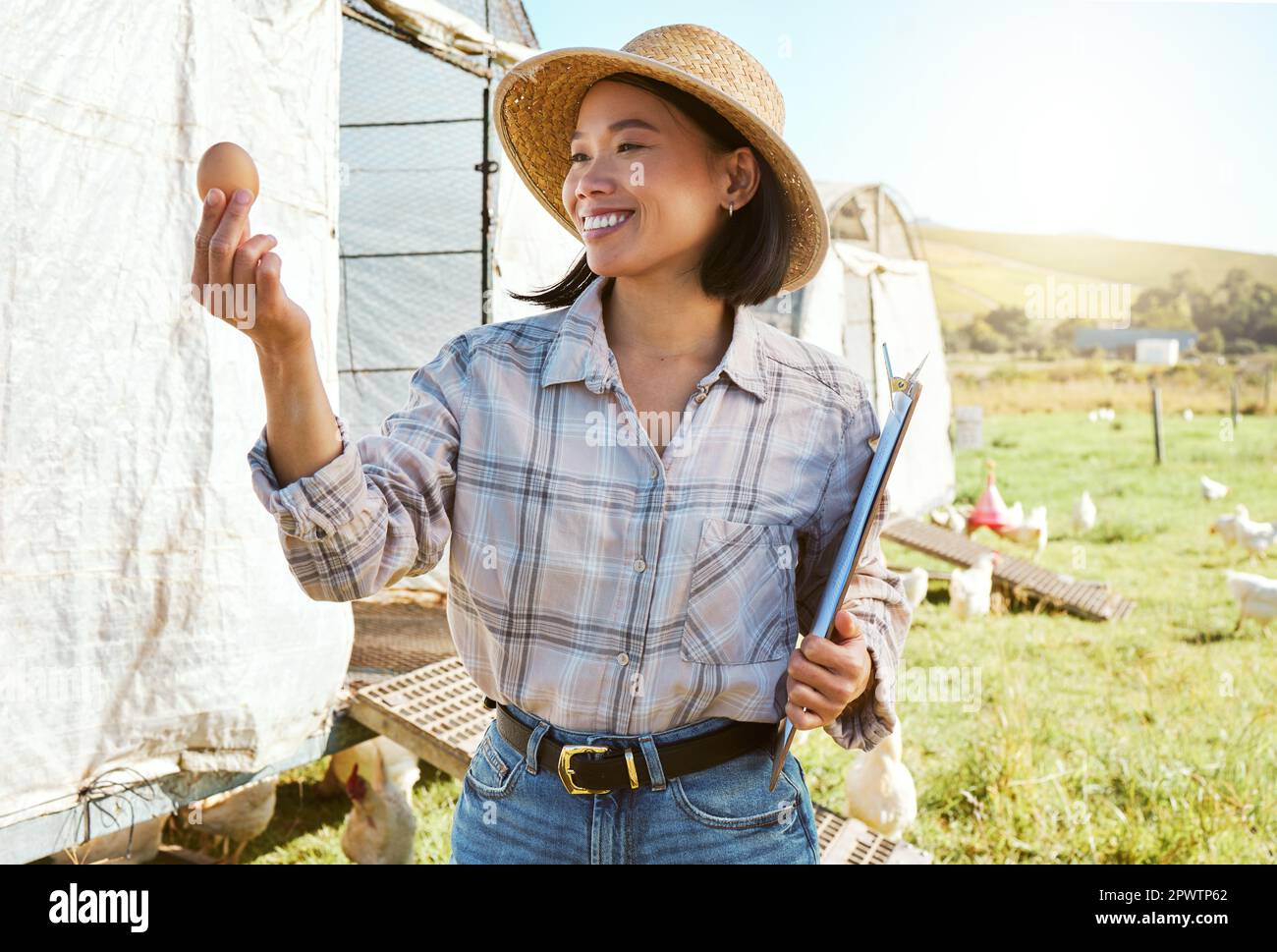 Chicken egg sales hi-res stock photography and images - Alamy