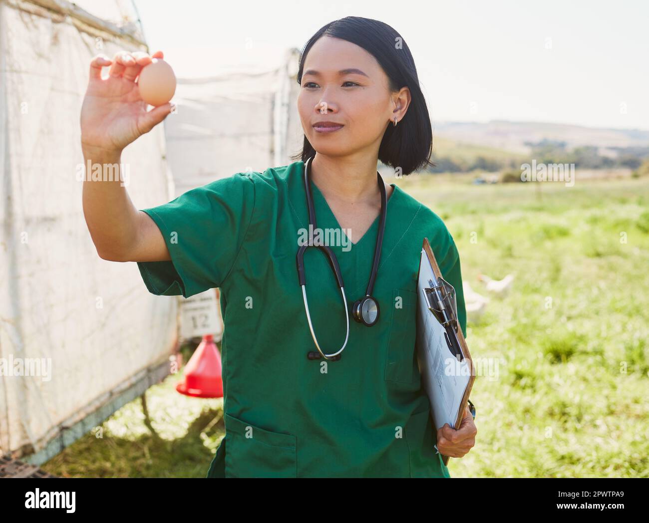 Asian woman, chicken egg and vet at farm checking health of eggs ...