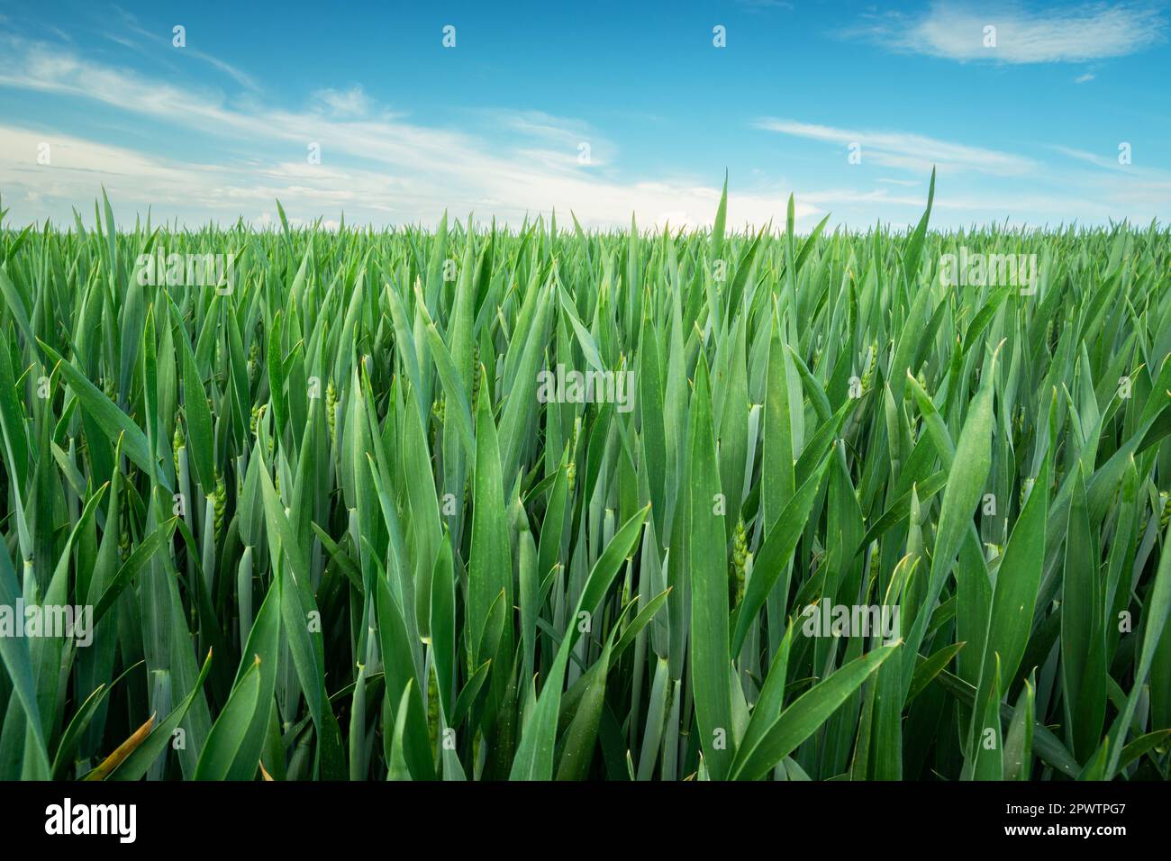 Green grain leaves on the field, horizon and blue sky, rural view Stock ...
