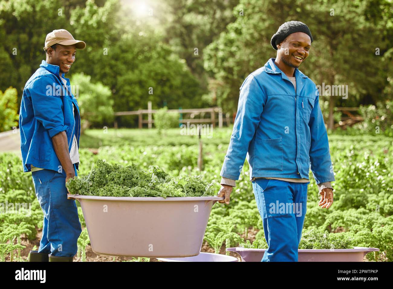 two male farm workers tending to the crops Stock Photo - Alamy