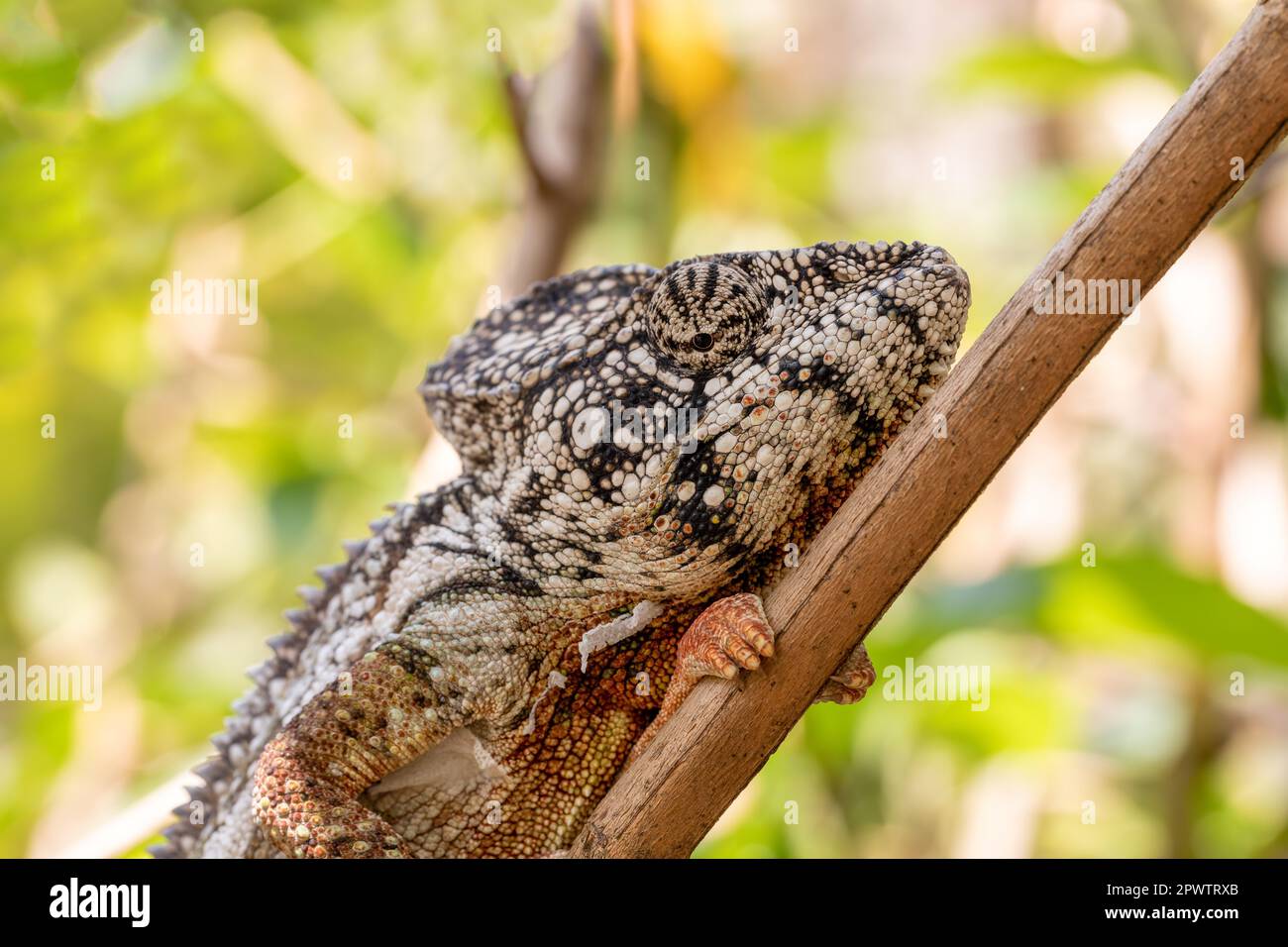 Malagasy giant chameleon or Oustalet's chameleon (Furcifer oustaleti ...