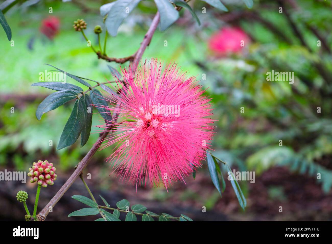 Close-up of a beautiful bright flower of a red powderpuff tree ...
