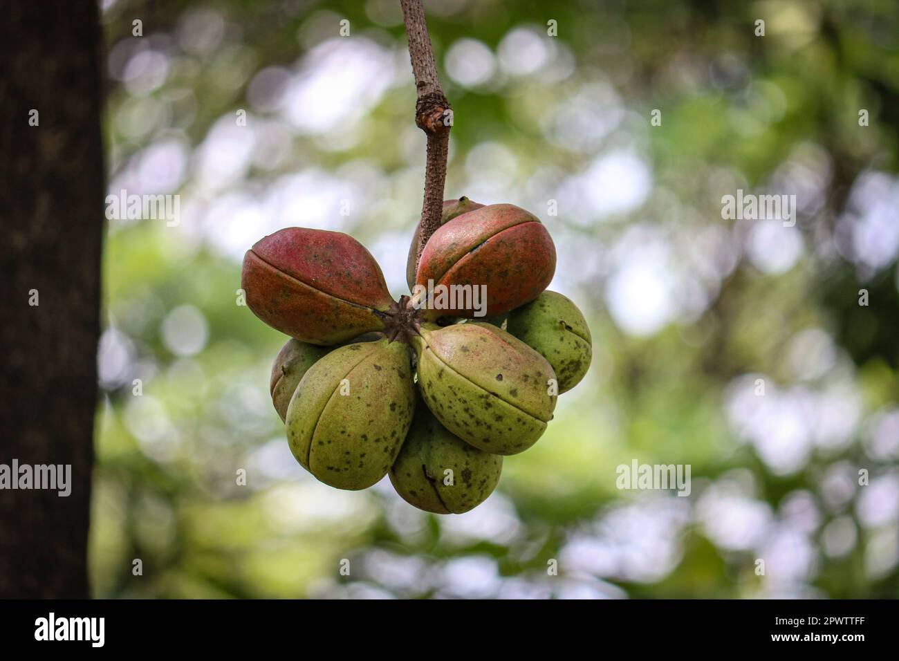Close-up of the fruit of the java olive tree (Sterculia foetida Stock ...