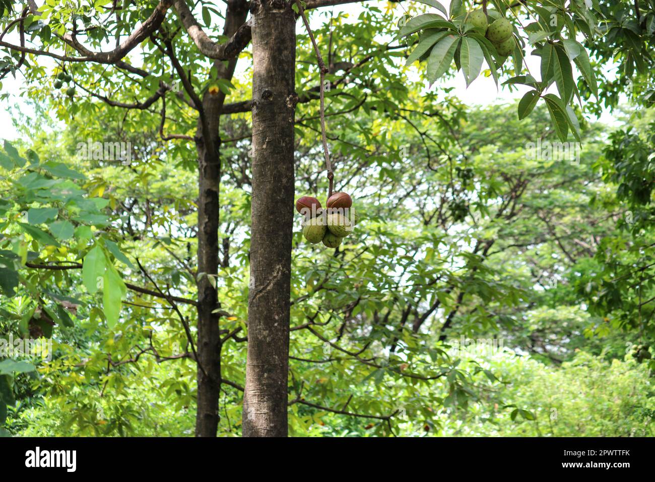 Java olive tree (Sterculia foetida) with fruits Stock Photo - Alamy