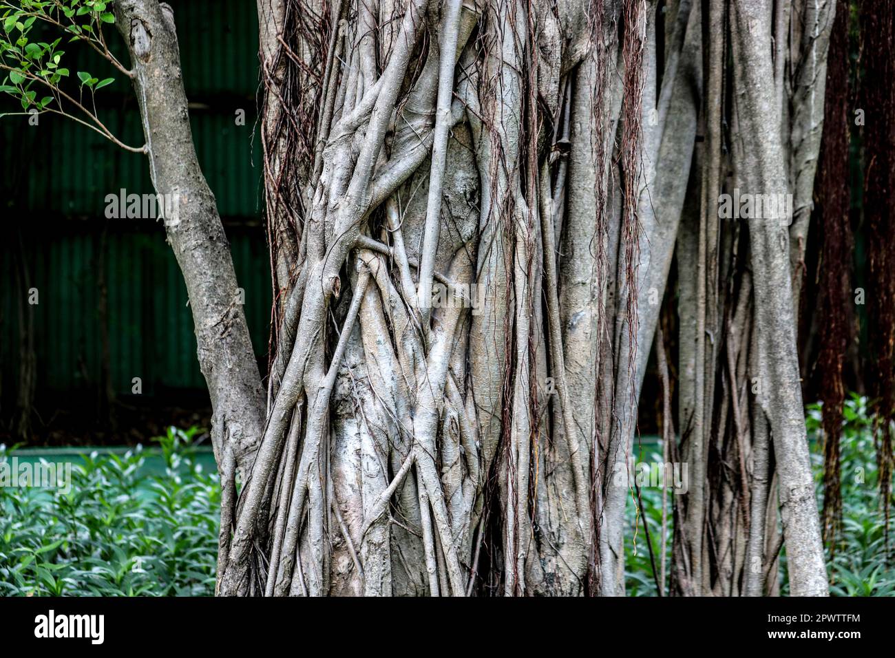 Intertwining aerial roots a large banyan tree (ficus benjamina). Not a ...