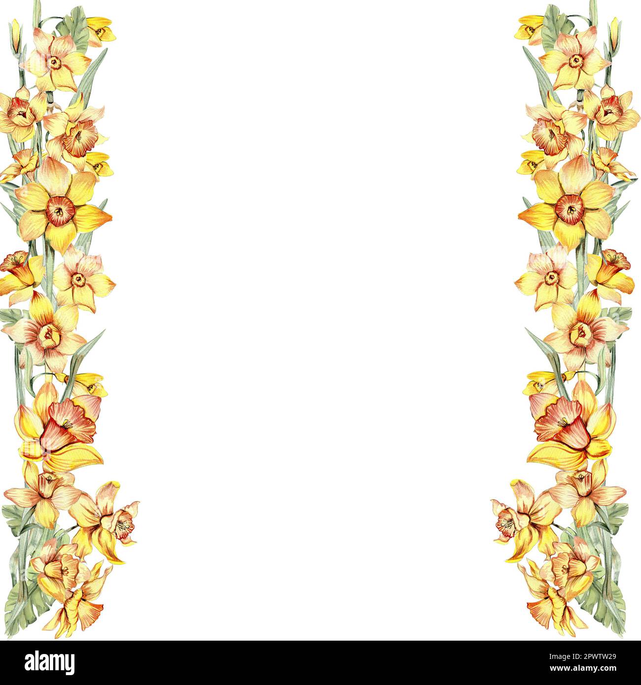 Watercolor hand drawn spring garden full of narcissus square frame ...