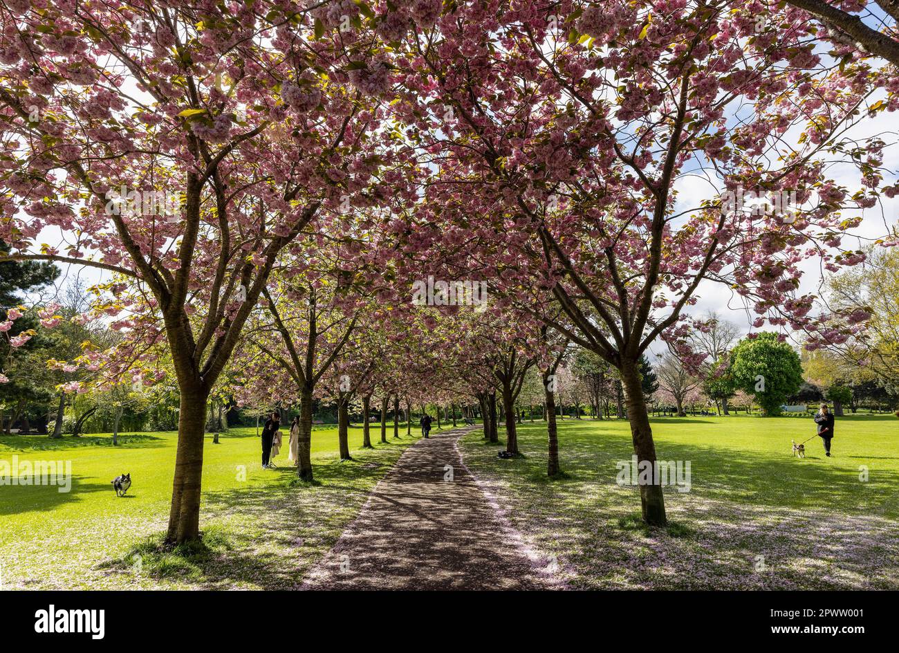 Dublin, Ireland - April 2023: People enjoy beautiful flowering Cherry ...