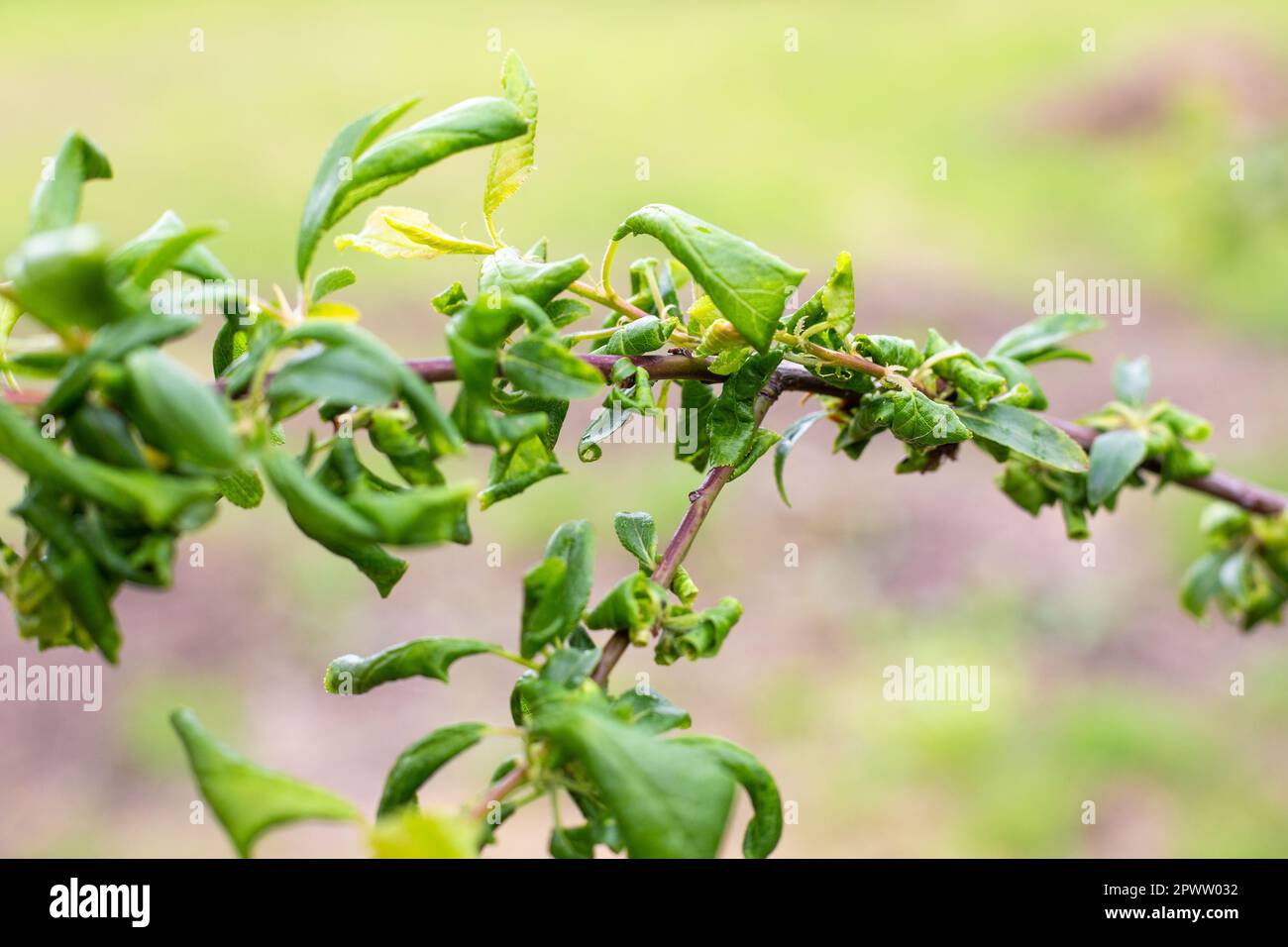 diseased fruit tree branch with twisted leaves. Insect leafworm pests ...