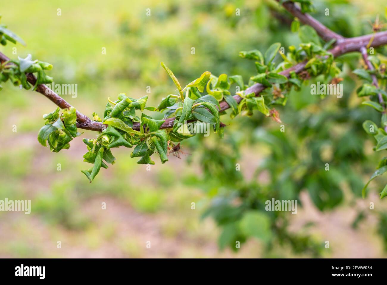 diseased fruit tree branch with twisted leaves. Insect leafworm pests ...