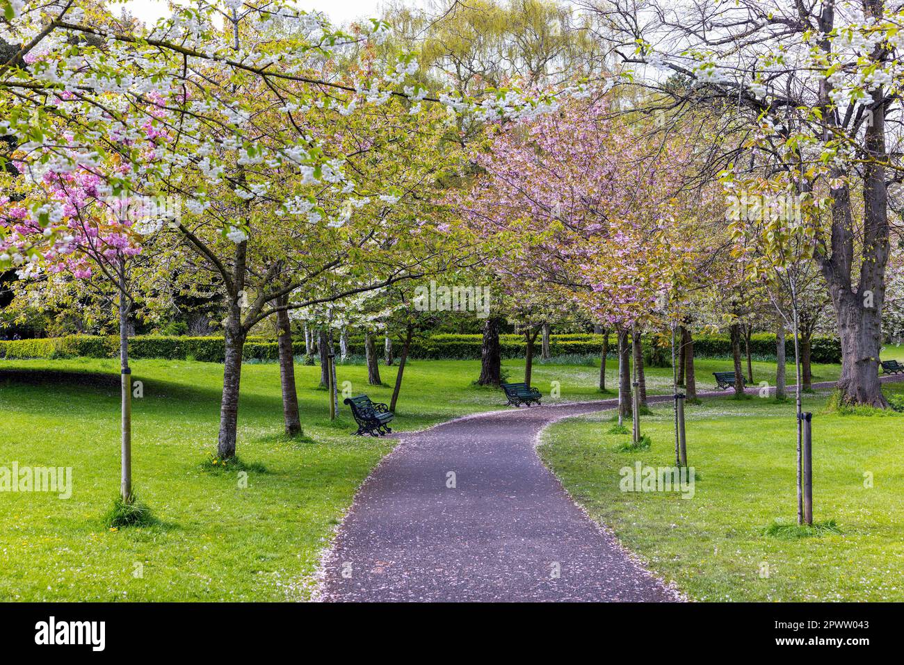 Empty benches along path in park with cherry blossom trees flowering ...