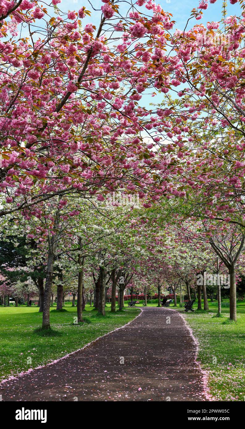 Cherry blossom trees in full bloom during Spring Sakura season in ...