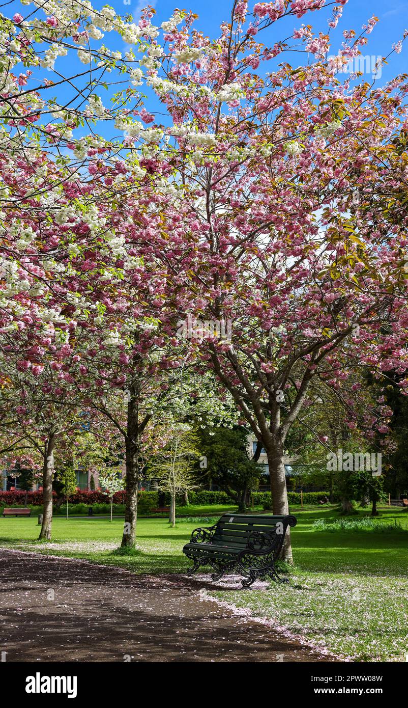 Empty bench along path in park with pink cherry blossom trees flowering ...