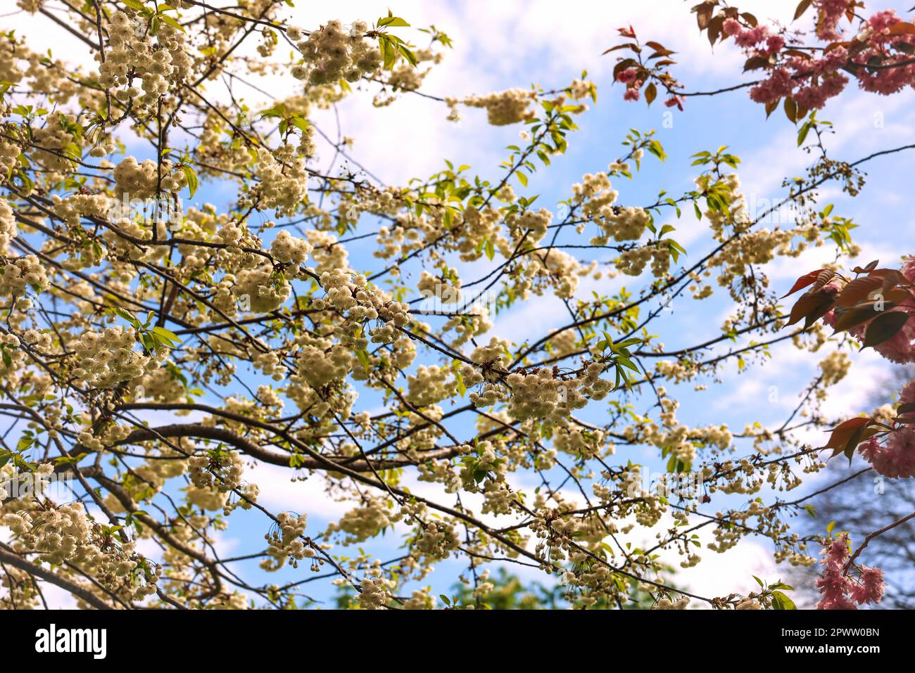 Cherry blossom tree branches, draped overhead and in full Spring bloom ...