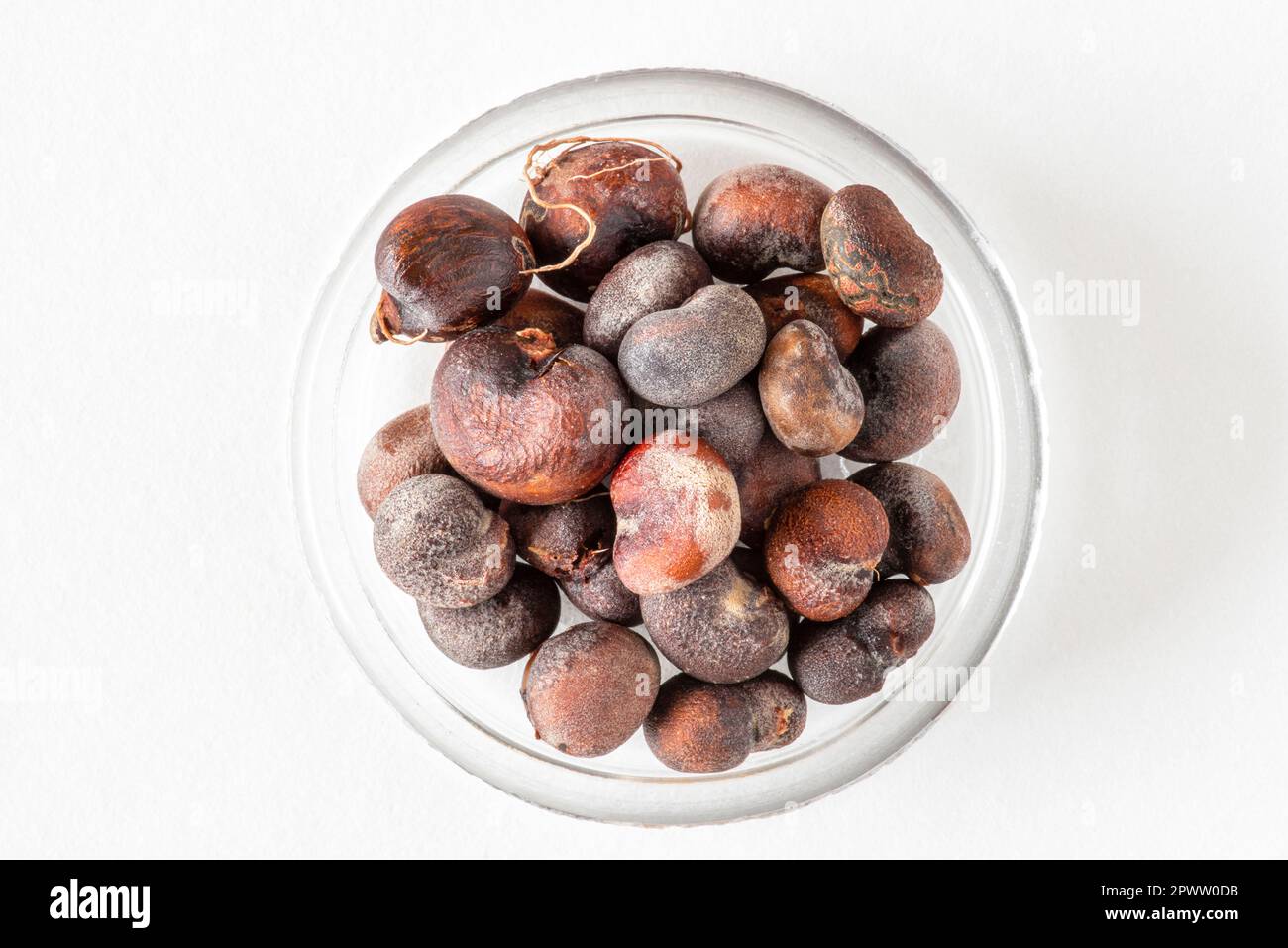 Seeds of the baobab tree used to make oil for cosmetology Stock Photo ...