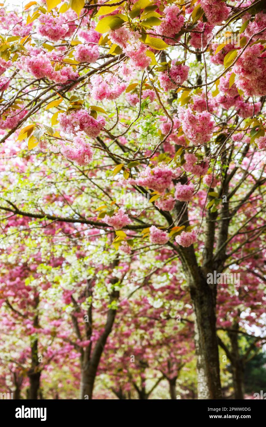 Cherry blossoms sunlight hi-res stock photography and images - Alamy