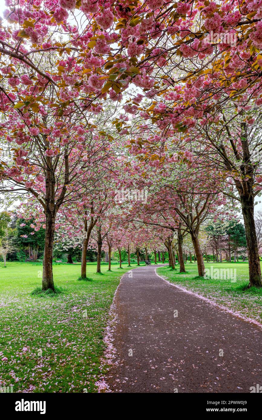 Cherry blossom trees in full bloom during Spring Sakura season in ...
