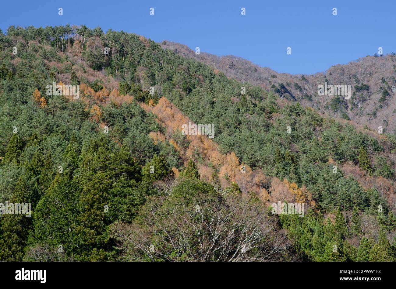 Mixed forest in autumn. Saiko. Fujikawaguchiko. Yamanashi Prefecture ...