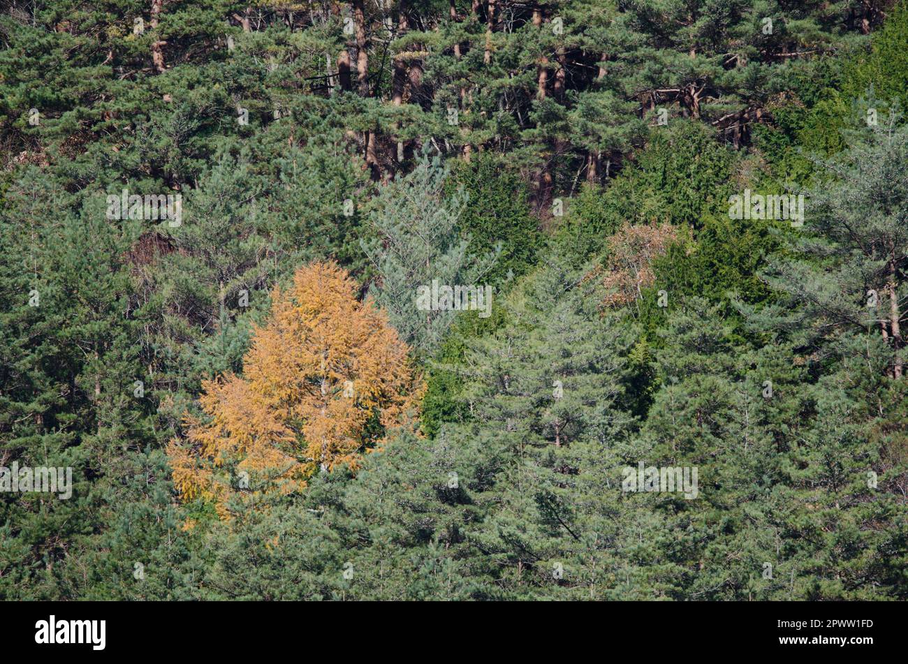 Mixed forest in autumn. Saiko. Fujikawaguchiko. Yamanashi Prefecture ...
