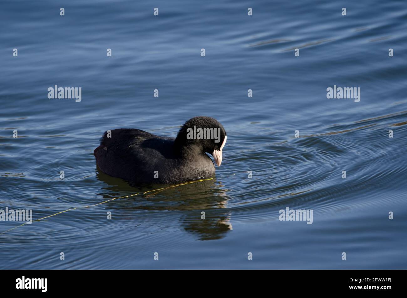 Eurasian coot Fulica atra searching for food. Lake Yamanako. Yamanashi ...