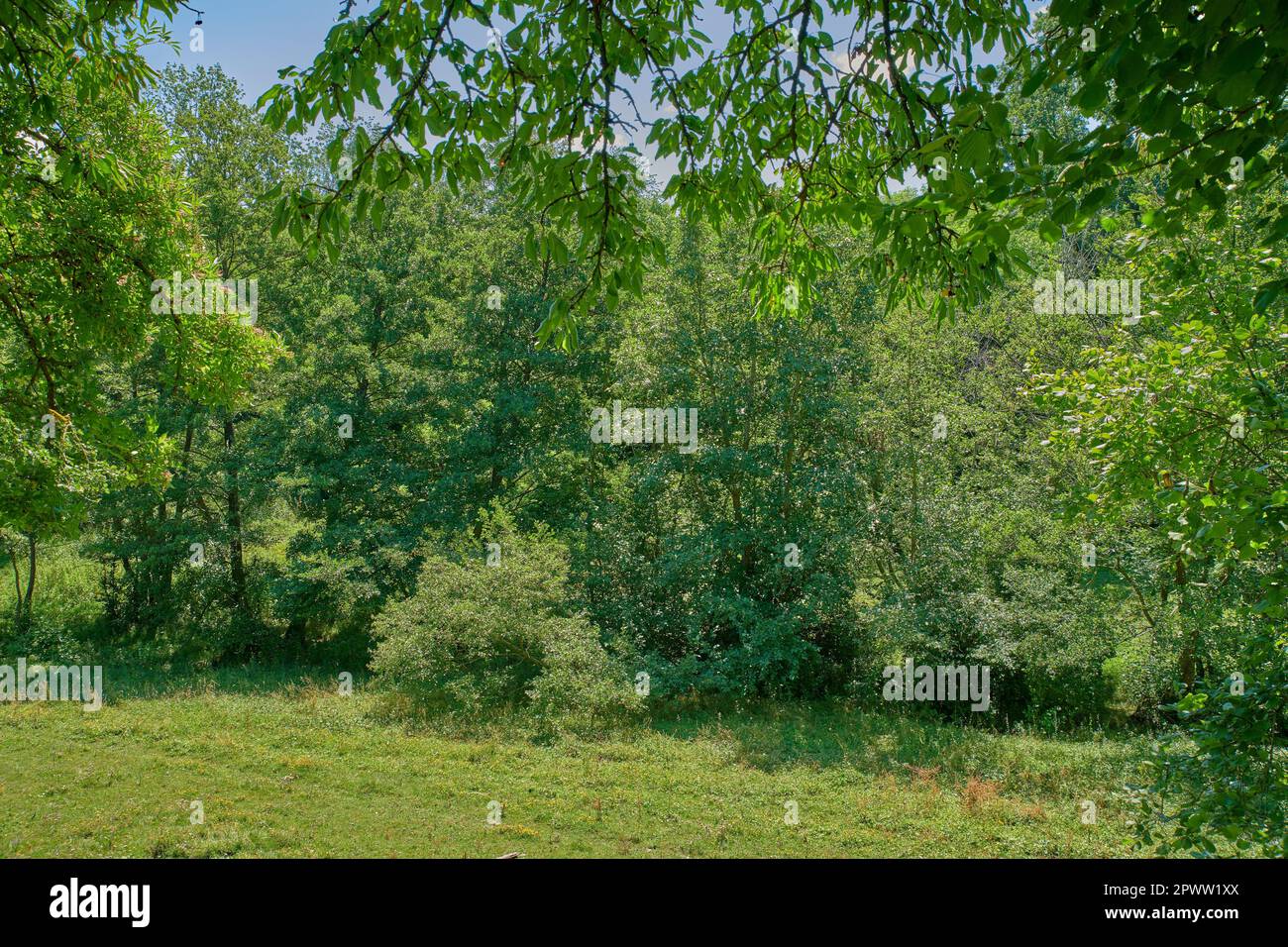 Landscape view of bright green trees in a forest or park on a sunny ...